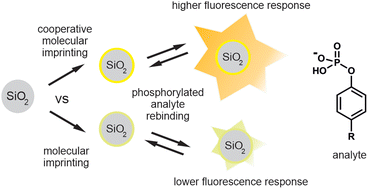 Towards molecularly imprinted polymers that respond to and capture ...
