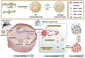 A novel fluoropolymer as a protein delivery vector with robust adjuvant ...