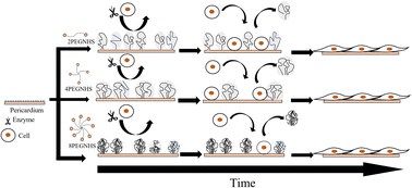 Effect of multi arm-PEG-NHS (polyethylene glycol n-hydroxysuccinimide ...