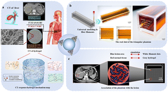 A novel CT-responsive hydrogel for the construction of an organ ...