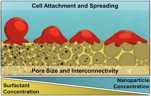 Hydroxyapatite nanoparticle-modified porous bone grafts with improved ...