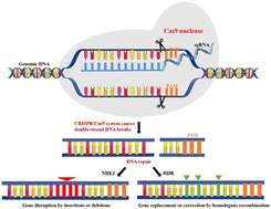 Advanced strategies for CRISPR/Cas9 delivery and applications in gene ...