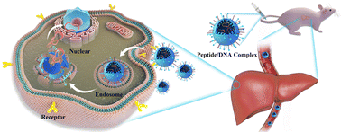 Multifunctional gene delivery vectors containing different liver ...