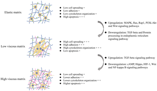 Effects of matrix viscoelasticity on cell–matrix interaction, actin ...