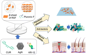 Transparent silk fibroin film-facilitated infected-wound healing ...