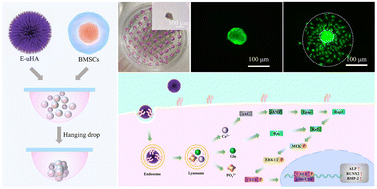 3D stem cell spheroids with urchin-like hydroxyapatite microparticles ...