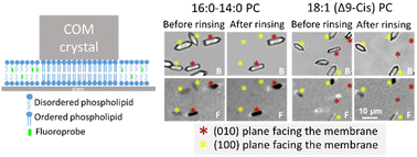 Size-selective adhesion of calcium oxalate monohydrate crystals to ...