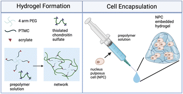 In situ forming, mechanically resilient hydrogels prepared from 4a-[PEG ...