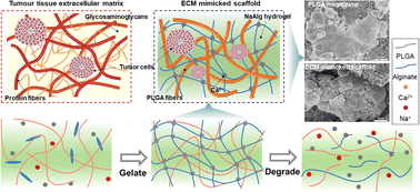 Toward morphologically relevant extracellular matrix: nanofiber ...