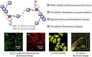 Water-soluble red fluorescent protein dimers for hypoxic two-photon ...