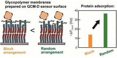 Preparation of cellular membrane-mimicking glycopolymer interfaces by a ...