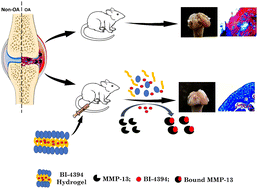On-demand release of a selective MMP-13 blocker from an enzyme ...
