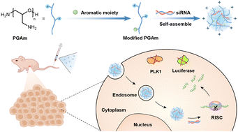 Novel aromatic moieties-modified poly(glycidyl amine)s with potent ...