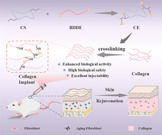 A highly biocompatible CE-crosslinked collagen implant with exceptional ...