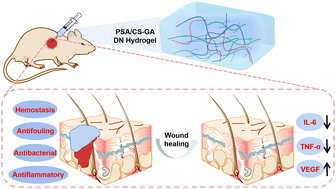 Dual network composite hydrogels with robust antibacterial and ...
