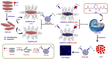 Nitrodopamine modified MnO2 NS-MoS2QDs hybrid nanocomposite for the ...