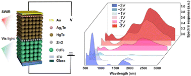 Band-engineered dual-band visible and short-wave infrared photodetector ...
