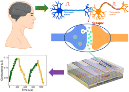 Non-volatile memristor-based artificial synaptic behavior of redox ...