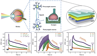 Self-powered optoelectronic artificial synapses based on a lead-free perovskite film for ...