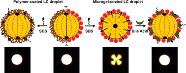 Ultra-stable liquid crystal droplets coated by sustainable plant-based ...