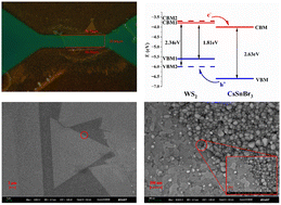 Exciton dynamics and photoresponse of a CVD-grown WS2/thermally ...