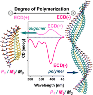 The role of the degree of polymerization in the chiroptical properties ...