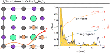 Phase segregation affects electron–phonon coupling in perovskite solar ...