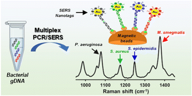 Multiplex detection of bacterial pathogens by PCR/SERS assay - Analyst ...