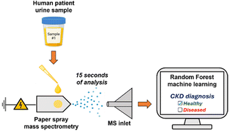Paper spray mass spectrometry combined with machine learning as a rapid ...