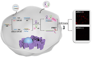 A two-layer circuit cascade-based DNA machine for highly sensitive ...