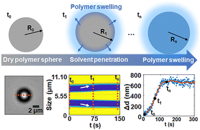 Optical tracking of the heterogeneous solvent diffusion dynamics and ...