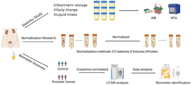 Assessment of urine sample collection and processing variables for ...