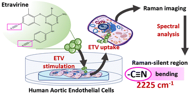 Investigation of etravirine uptake and distribution in single aortic ...