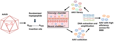 Identification of new AAV vectors with enhanced blood–brain barrier ...