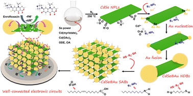 Anisotropic growth of gold anchors on CdSe semiconductor quantum ...