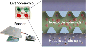 A pumpless liver-on-a-chip for drug hepatotoxicity analysis - Analyst ...