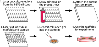 Supported gel slab scaffolds as a three-dimensional cell-based assay ...