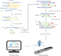 Full-length circRNA sequencing method using low-input RNAs and profiling of circRNAs in MPTP-PD ...