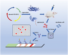A rapid and ultrasensitive paper sensor for Bacillus cereus Haemolysin BL detection - Analyst ...