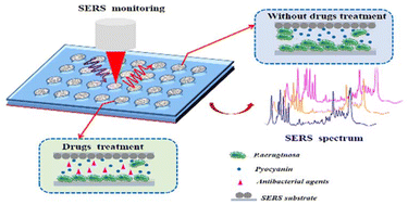 In situ monitoring of quorum sensing signalling molecules using a SERS ...