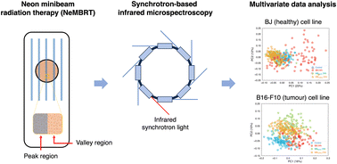 Synchrotron-based infrared microspectroscopy unveils the biomolecular ...