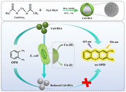 A nano-biosensing platform based on CuS-BSA for label-free fluorescence ...