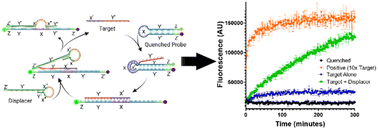 Enzyme-free temperature resilient amplification assay with toehold stem ...