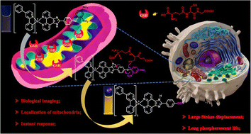 A mitochondria-targeted iridium(iii) complex-based sensor for ...