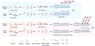 A CRISPR/Cas13a-based and hybridization chain reaction coupled ...