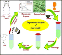 Construction of coumarin-appended calix[4]arene-based fluorescence ...