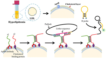 Accurate and sensitive low-density lipoprotein (LDL) detection based on ...
