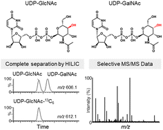 Selective analysis of intracellular UDP-GlcNAc and UDP-GalNAc by ...