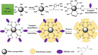 The preparation of a boronate affinity-based controlled oriented ...