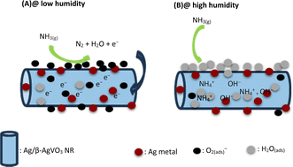 Preparation and NH3 gas-sensing properties of Ag/β-AgVO3 nanorods ...